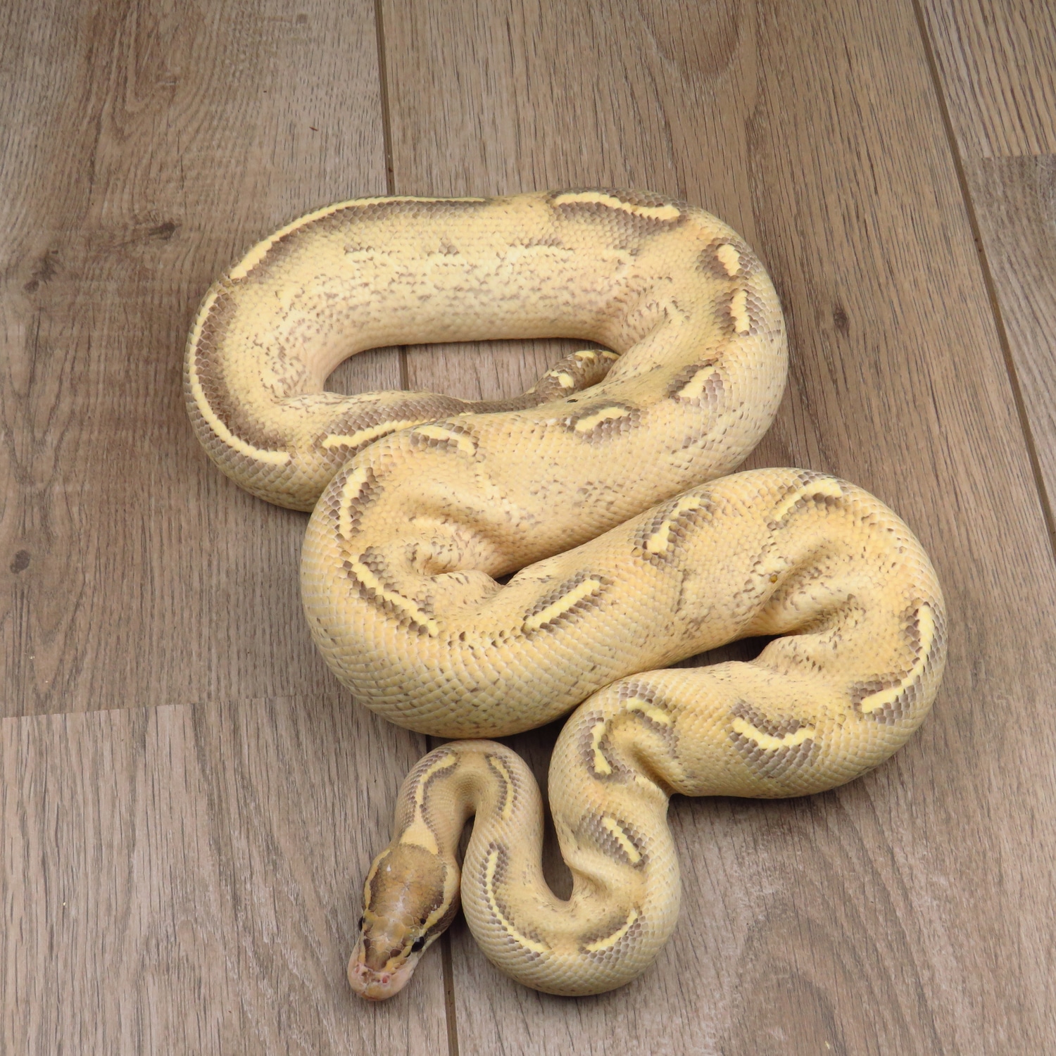 Highway Ball Python by Galaxy of Ball Pythons - MorphMarket