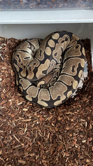 Vanilla Ball Python by Galaxy of Ball Pythons