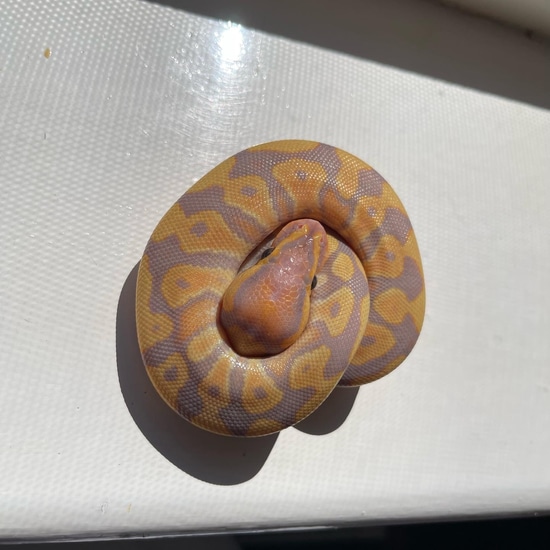 Banana (Fm) Het Clown Or Het Cryptic Ball Python by Galaxy of Ball Pythons