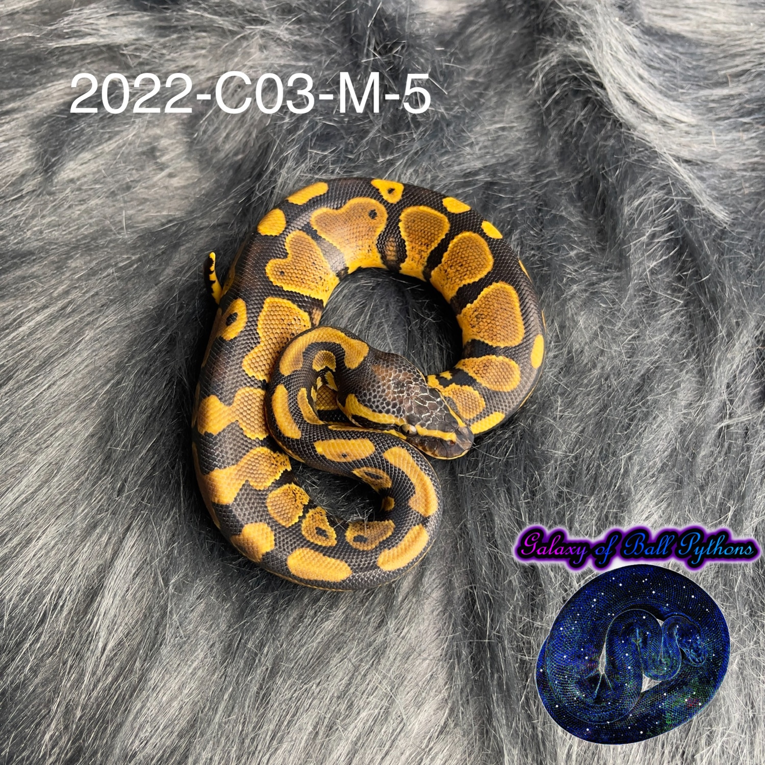Yellow Belly 100% Het Piebald Ball Python by Galaxy of Ball Pythons ...