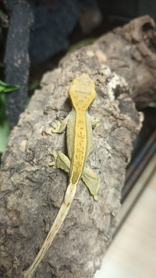 Pinstripe Baby Crested Gecko by Galaxy Geckos Za