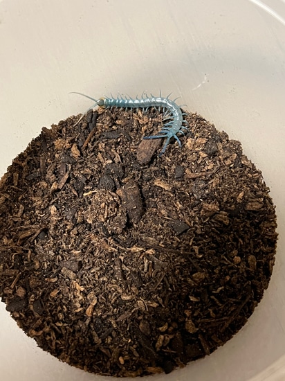 Scolopendra Aztecorum Centipede by Gallegos Zoological Supply