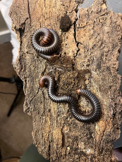 Spirostreptus Servatius Millipede by Gallegos Zoological Supply