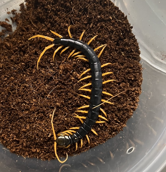 Waterfall Centipedes - Scolopendra Cataracta by Gallegos Zoological Supply