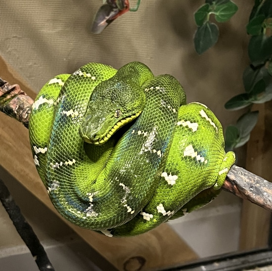 Emerald Tree Boa Northern Emerald Tree Boa by Gallegos Zoological Supply