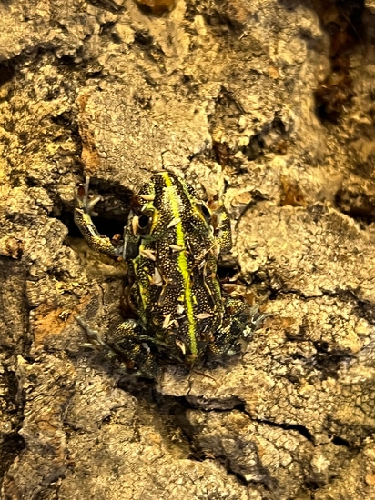 Pixie Frog Bullfrog by Gallegos Zoological Supply