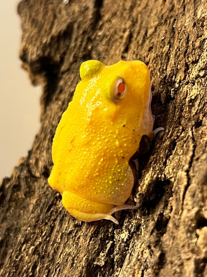 Super Pikachu Pacman Frog by Gallegos Zoological Supply