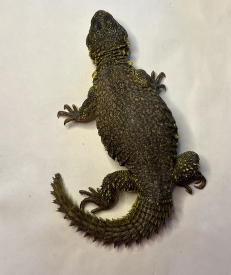 Yellow Niger Uromastyx by Gallegos Zoological Supply