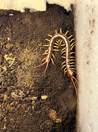 Scolopendra Dehaani (Thai Yellow Leg Centipedes) by Gallegos Zoological ...