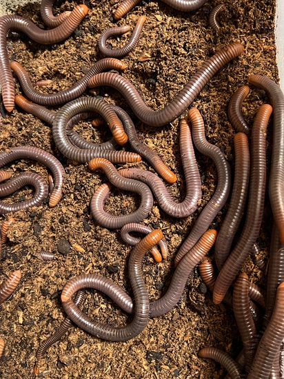 Spirostreptus Servatius (Flame Head Millipedes) by Gallegos Zoological ...
