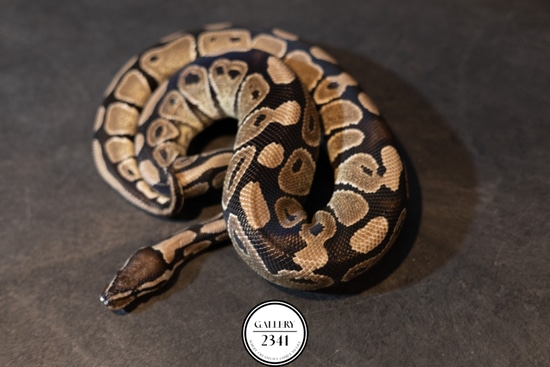 RTB VPI Axanthic Dbl Het Clown DG Ball Python by Gallery2341