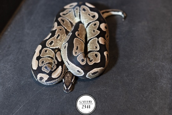 VPI Axanthic Het Clown Ball Python by Gallery2341