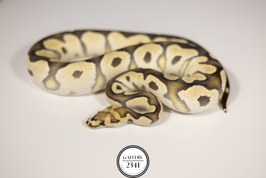 DG Clown Het Pied RTB Ball Python by Gallery2341
