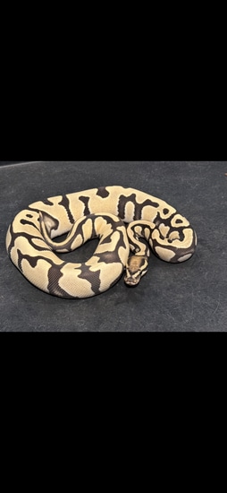 Orange Dream Desert Ghost DH Clown Pied Ball Python by Gallery2341