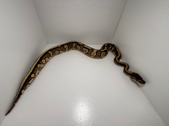 Mojave Het Pied Ball Python by Princeton Pythons