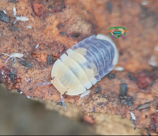 Cubaris Sp. Rubber Bee 10ct Isopod by Gambit Geckos llc