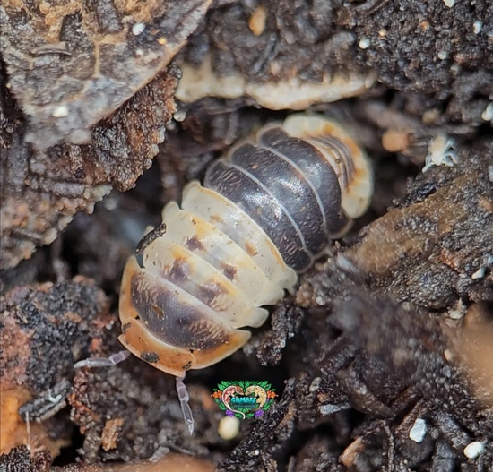 Cubaris Sp. White Shark 10ct Isopod by Gambit Geckos llc