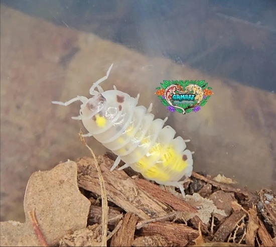 Armadillidium Vulgare "Japanese Magic Potion Isopod by Gambit Geckos llc