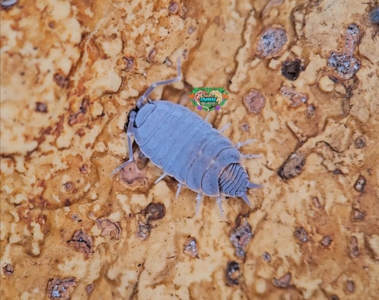 Porcellionides Pruinosis Floria "flowery Blue Isopod by Gambit Geckos llc