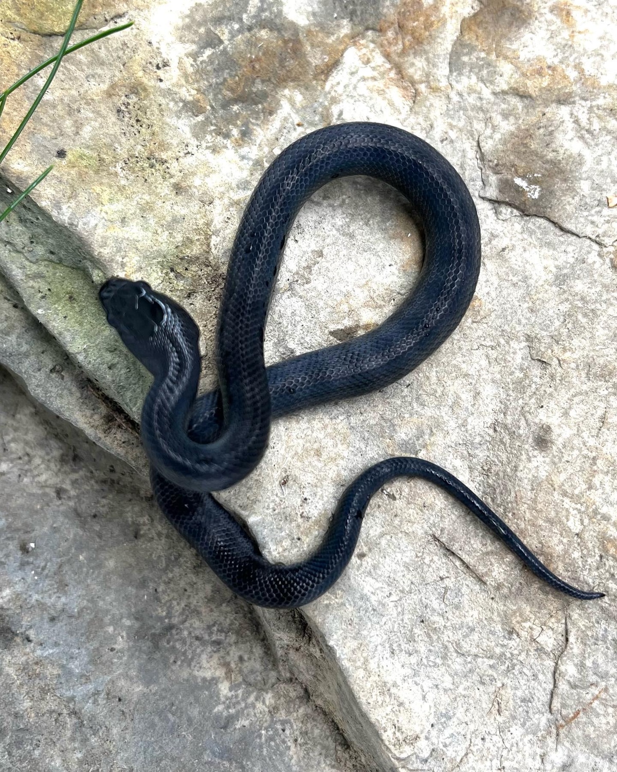 Melanistic Female Nuevo Leon Kingsnake by Liberty Leonis - MorphMarket