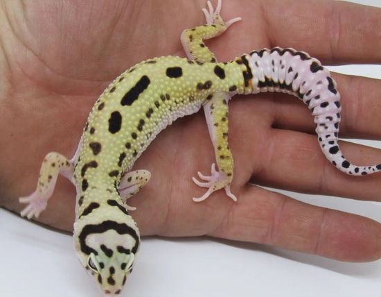 Bold Eclipse Leopard Gecko by Game Of Morphs