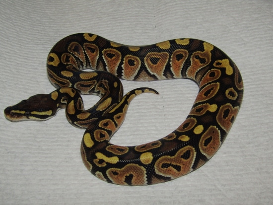 Honey Ball Python by Game Of Morphs