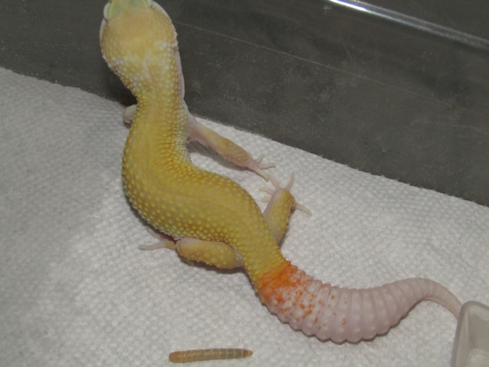 Murphy Patternless Pos White & Yellow Leopard Gecko by Game Of Morphs