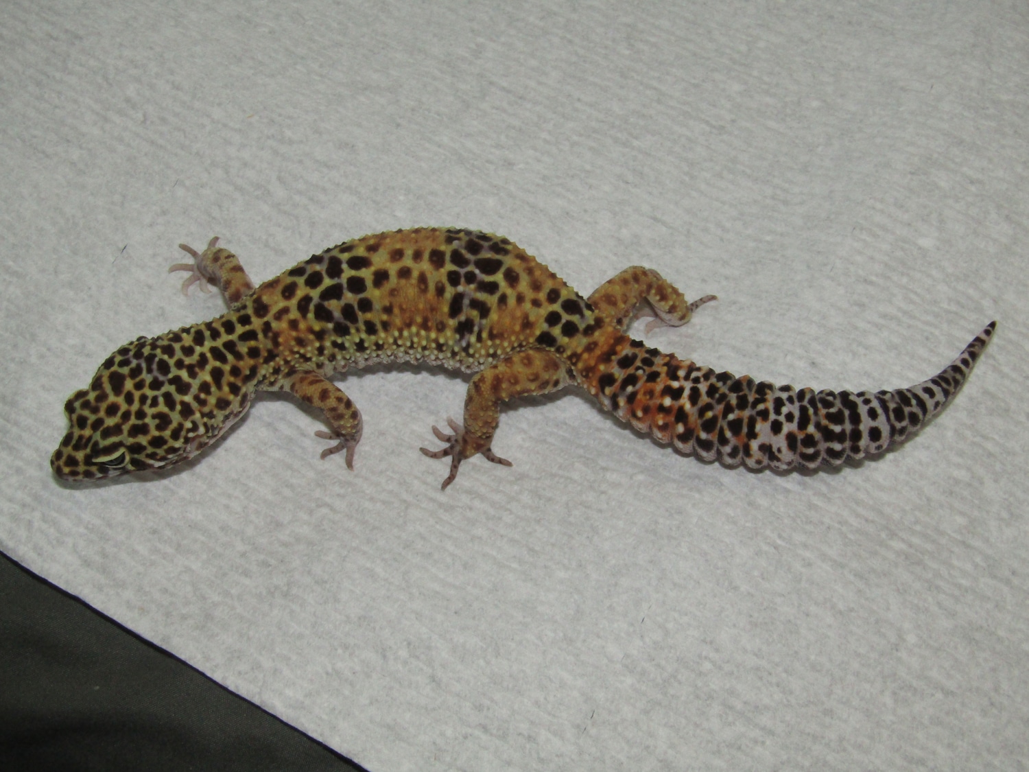 Clown Cross Leopard Gecko by Game Of Morphs - MorphMarket