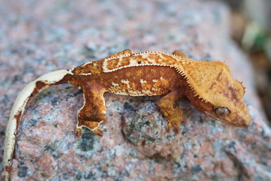 Bright Red Crested Gecko by Gamez Geckos