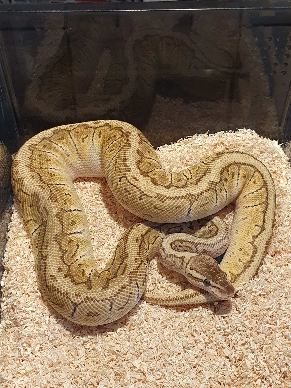 Lesser Pastel Pinstripe Ball Python by Gamma Reptiles - MorphMarket