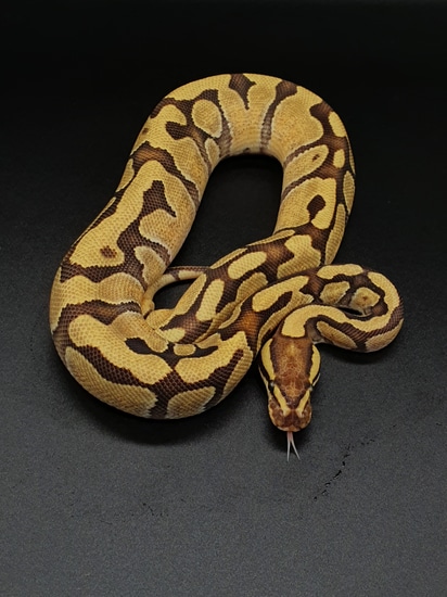 Enchi Fire Het Clown Ball Python by Gamma Reptiles