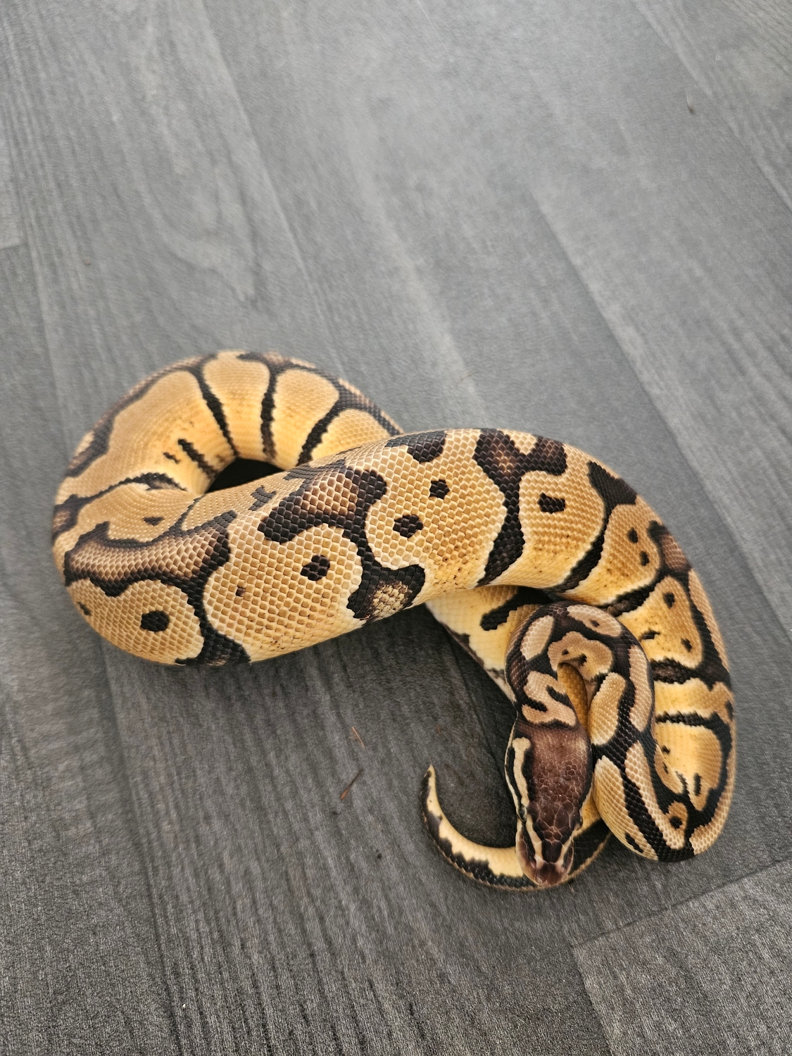 Pastel Double Het Albino Pied Ball Python by Gamma Reptiles - MorphMarket