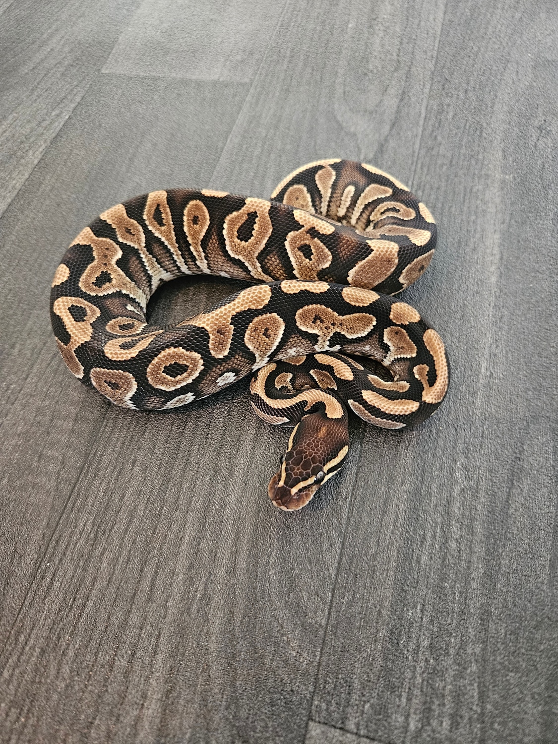 Gravel Phantom Ball Python by Gamma Reptiles - MorphMarket