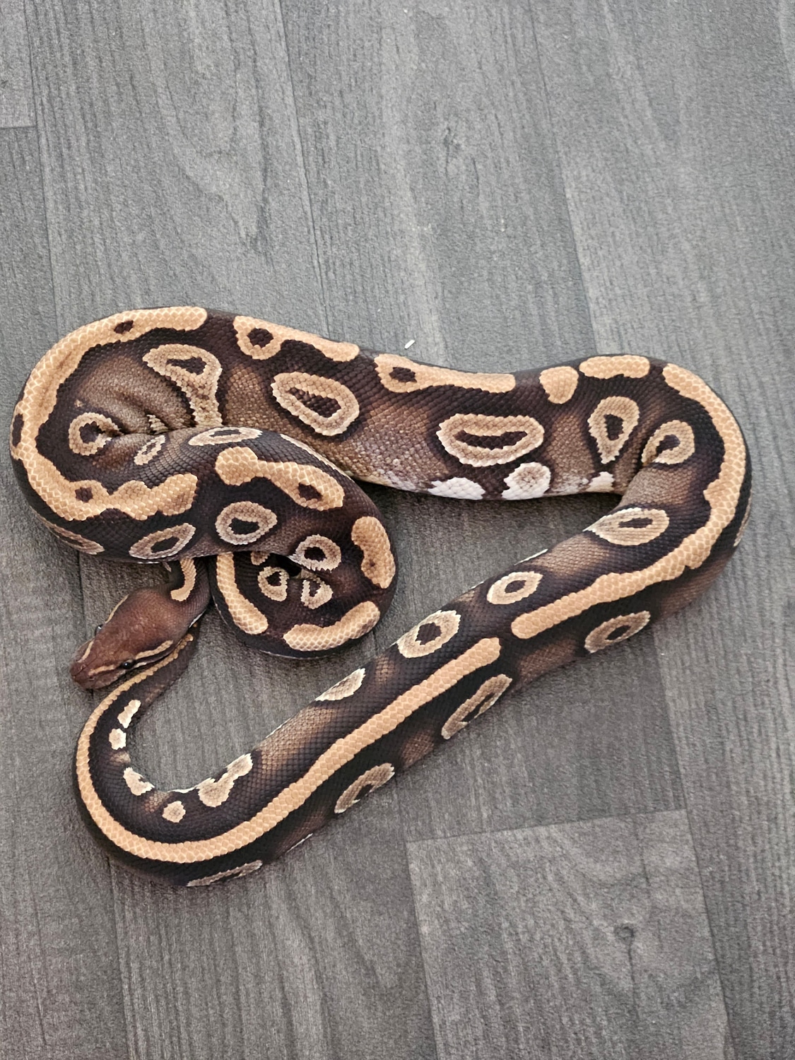 Phantom Mahogany Ball Python by Gamma Reptiles - MorphMarket