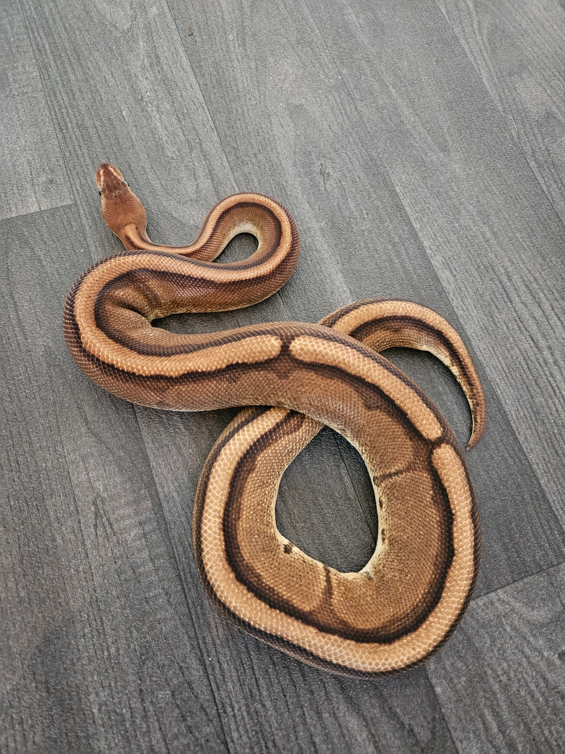 Genetic Stripe Ball Python by Gamma Reptiles - MorphMarket