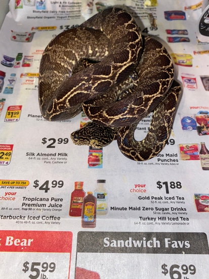 Garden Phase Amazon Tree Boa by American Reptile Distributors