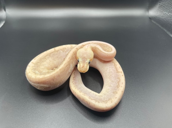 Super Pastel Bamboo Pinstripe Ball Python by Viking Ball Pythons