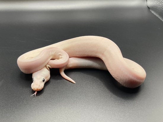 Super Bamboo Ball Python by Viking Ball Pythons