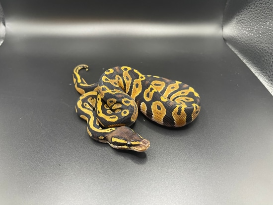 Fire Ball Python by Viking Ball Pythons