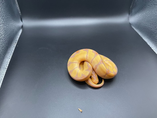 Banana Blade Clown Ball Python by Viking Ball Pythons