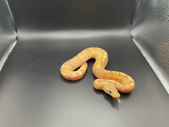 Banana Het Pied Het Albino Ball Python by Viking Ball Pythons