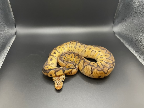 Pastel Clown Ball Python by Viking Ball Pythons