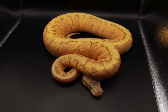 Hypo LemonBlast Enchi YellowBelly Ball Python by A&G Exotic Reptiles
