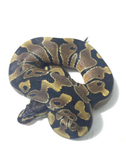 Blade Ball Python by TRIGG Reptiles