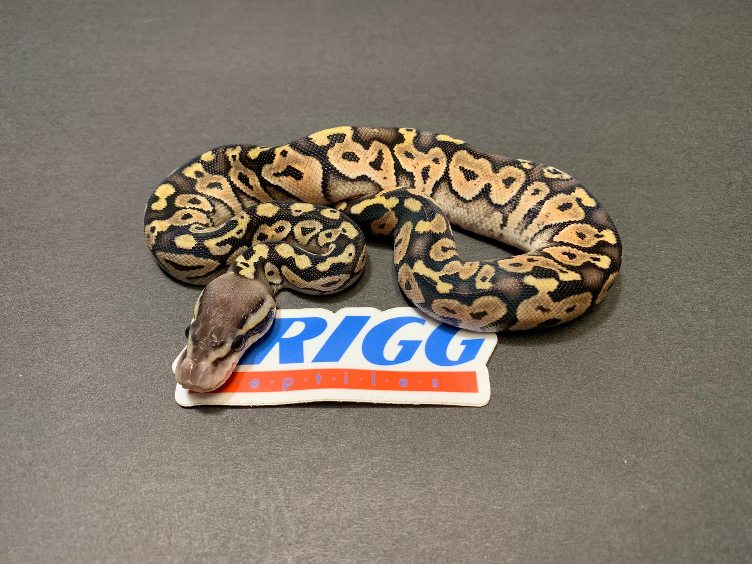 Pastel Huffman Ball Python by TRIGG Reptiles - MorphMarket