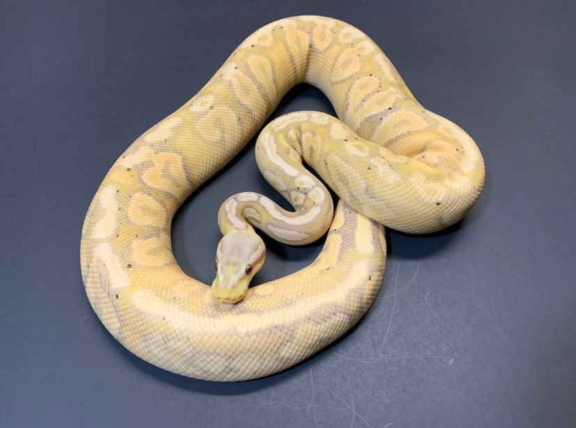 Pastel Banana Mystic Huffman Ball Python by TRIGG Reptiles - MorphMarket