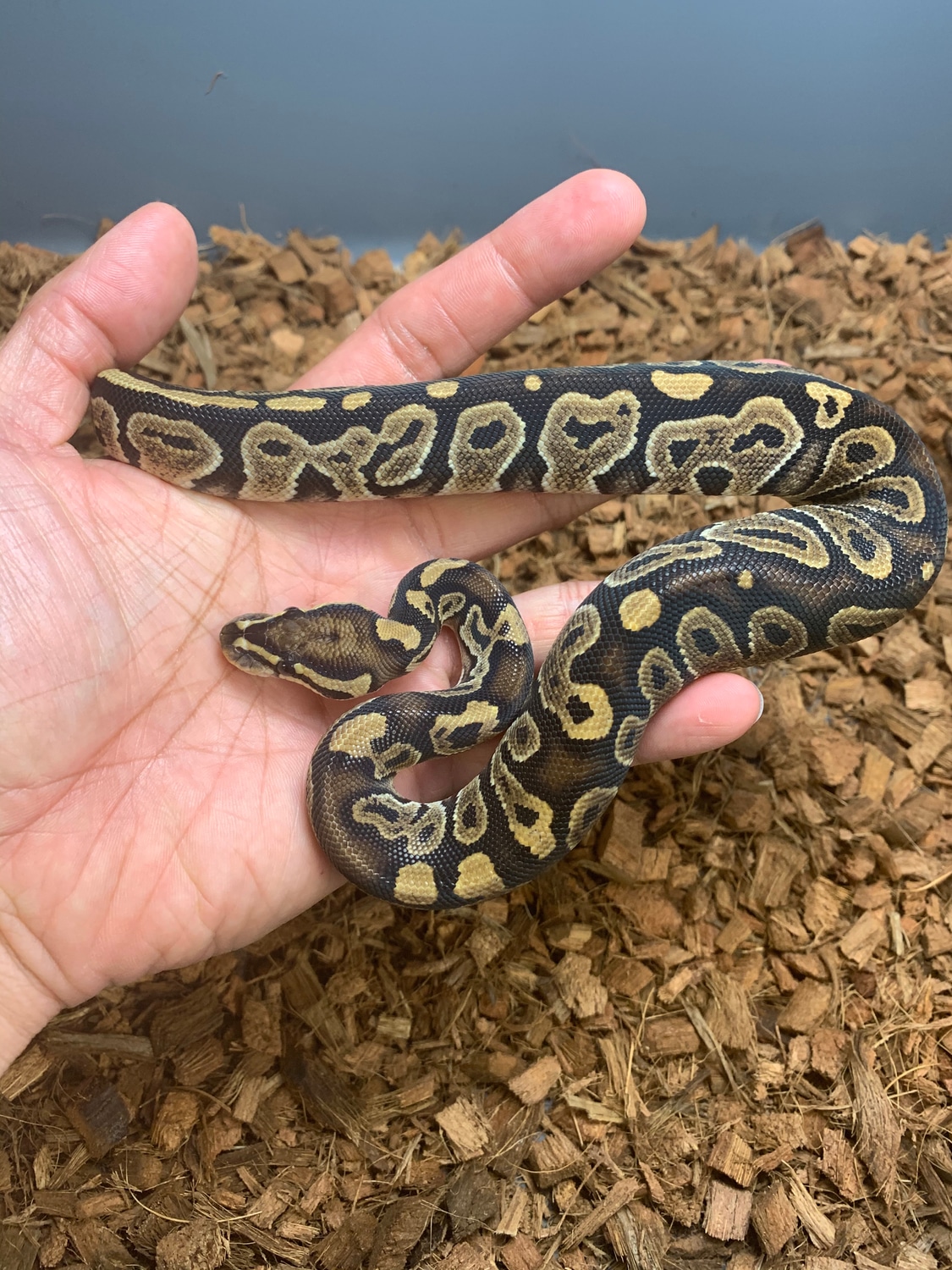 Sapphire Ball Python by TRIGG Reptiles - MorphMarket