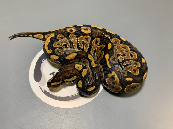 Sapphire Ball Python by TRIGG Reptiles