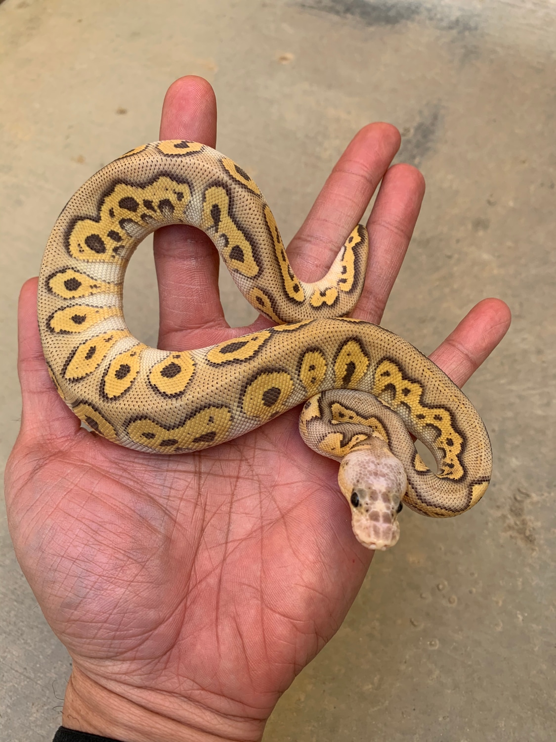 Pastel Huffman Mojave Clown 100% Het Hypo Ball Python by TRIGG Reptiles - MorphMarket