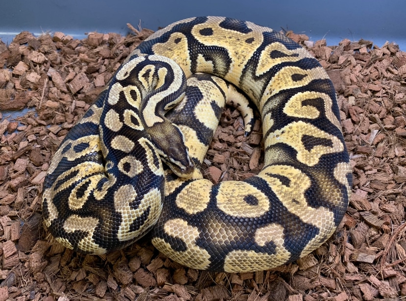 Citrus Pastel Yellow Belly Ball Python by TRIGG Reptiles - MorphMarket